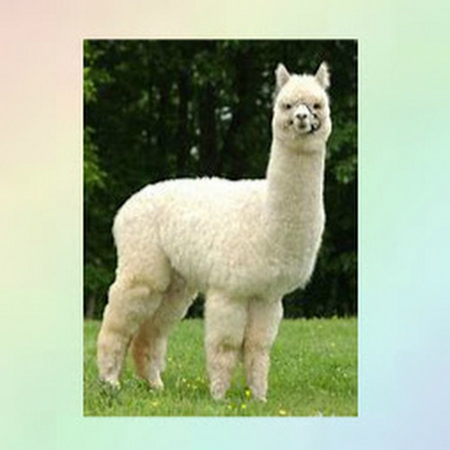 Al5grjvtd5qskxgxvqbkj84zefdnnyb3firvwgjffwrrws900 C K C0x00ffffff No Rj