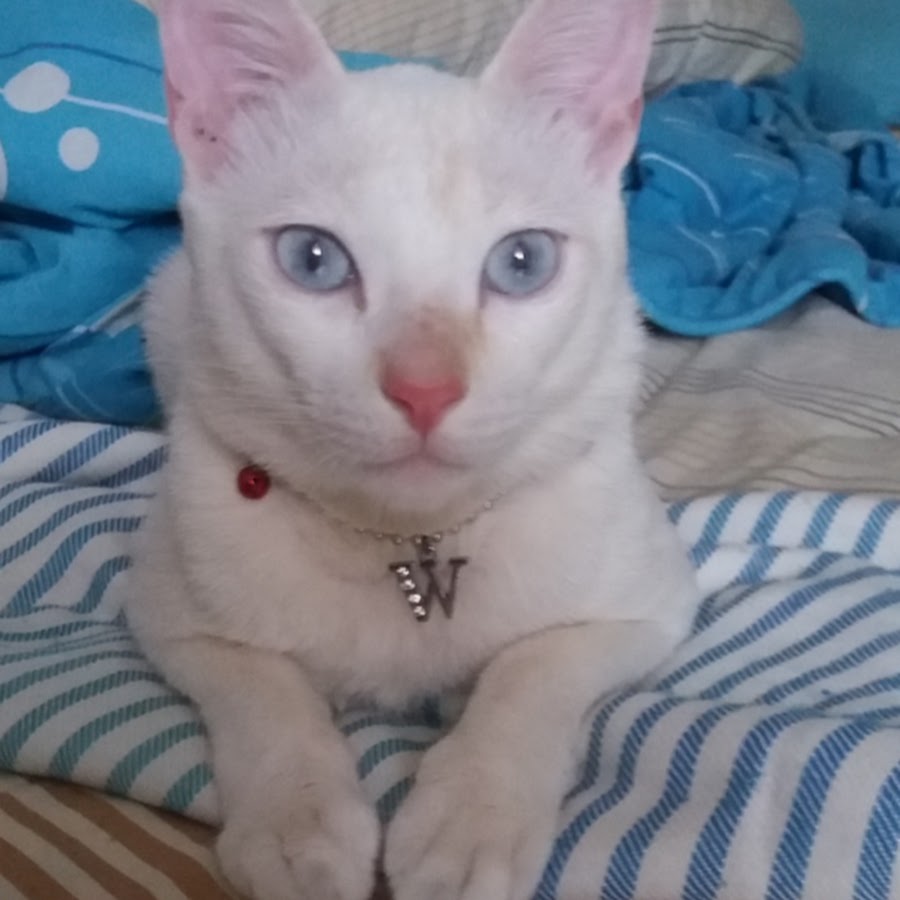 AL5GRJXjaPXw6931R1gOdEbHkd8Bbqo4eIvu6ov9EmST=s900-c-k-c0x00ffffff-no-rj