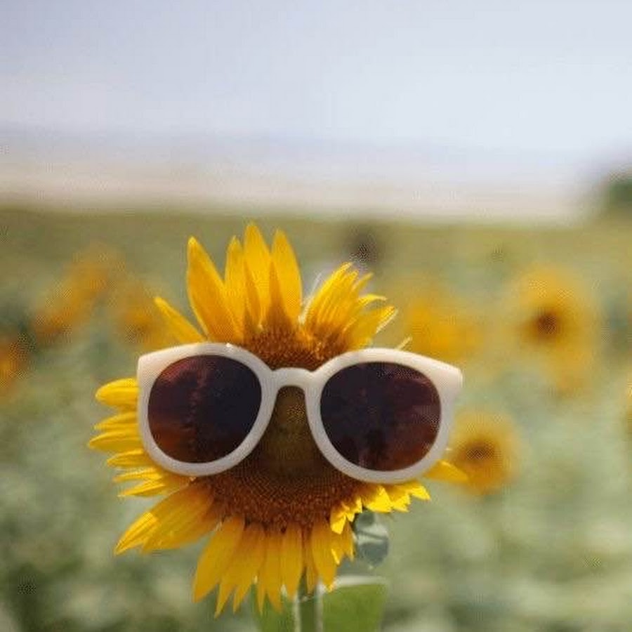 AOPolaRTZ_95wL5TVFwnfAjcZD70BQLRMlIBD1qQ4sB2=s900-c-k-c0x00ffffff-no-rj