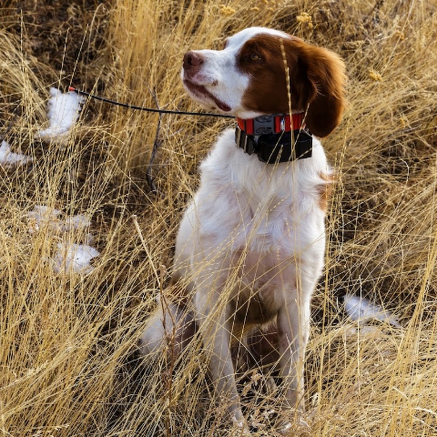 AOPolaSGLhHLL3O2ftXdESBQWsGL_84Q8sS-9WWm3NZLJg=s900-c-k-c0x00ffffff-no-rj