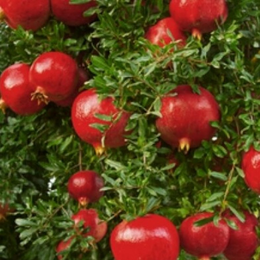 AOPolaSu8cCnVQeg6-G4OaQIrp-f_pALkpQA5HCYm4YdRA=s900-c-k-c0x00ffffff-no-rj