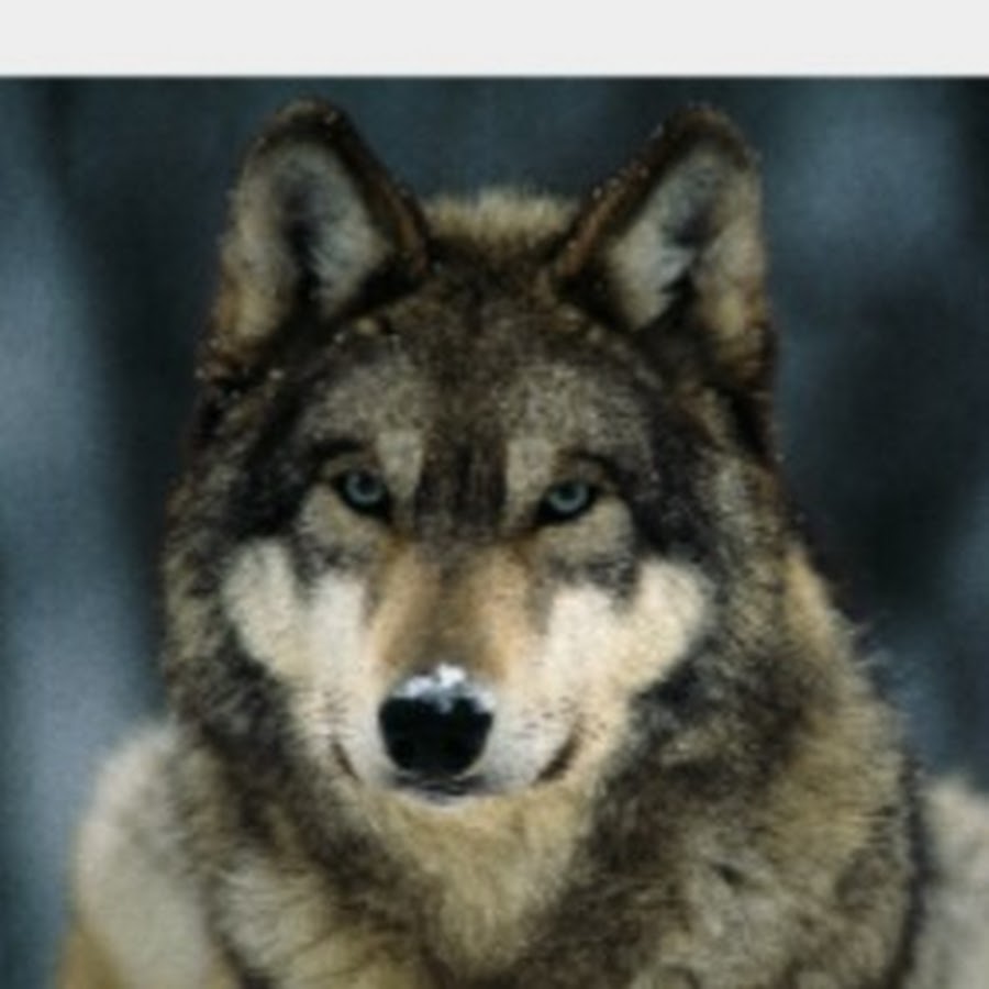 APkrFKZWMjFqgXRUCSiCcTGtSuCuGTYOPUn19BfIFwUT=s900-c-k-c0x00ffffff-no-rj