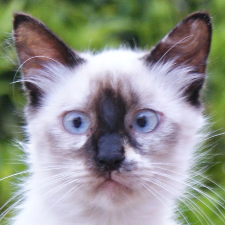 APkrFKa-QKAcdF9DYLh7Xbc1ouMNSpRDCv61PCdw_N34=s900-c-k-c0x00ffffff-no-rj