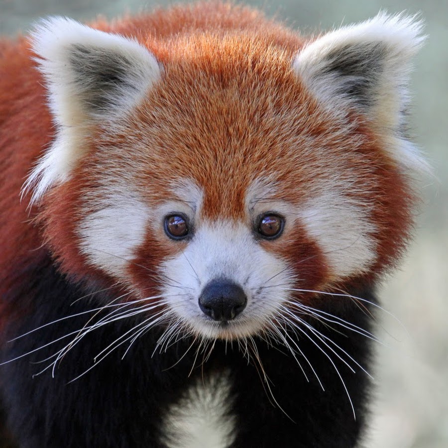 APkrFKaEjHdJM2J_saJraA1DnorB0CLb3CTspm8X2SKb=s900-c-k-c0x00ffffff-no-rj