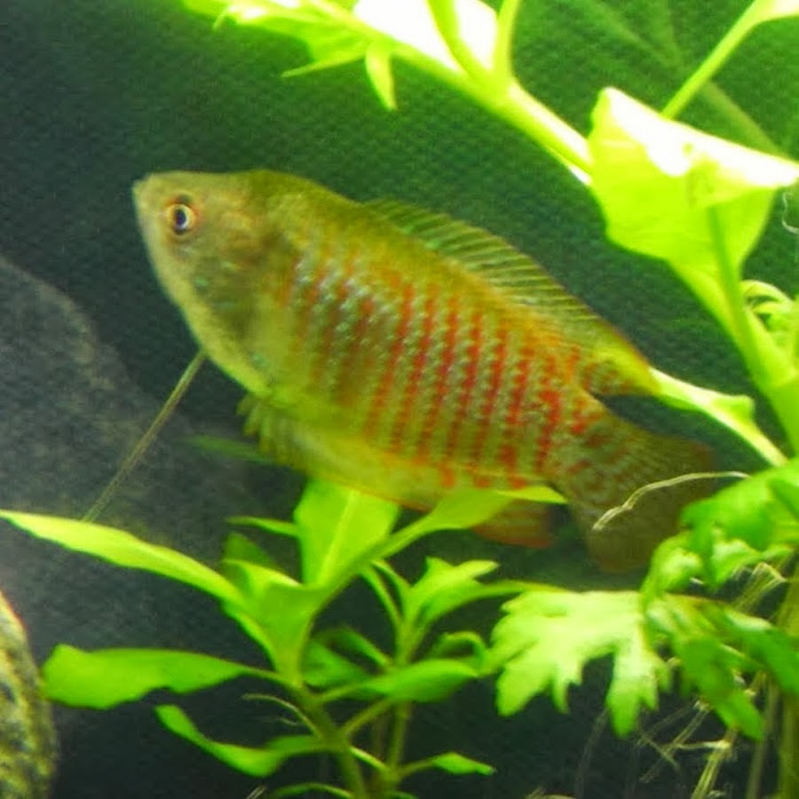 APkrFKaJLUAxKoj8TXL_k3EfVGj8CXNOZPdv0LGJSjer=s900-c-k-c0x00ffffff-no-rj