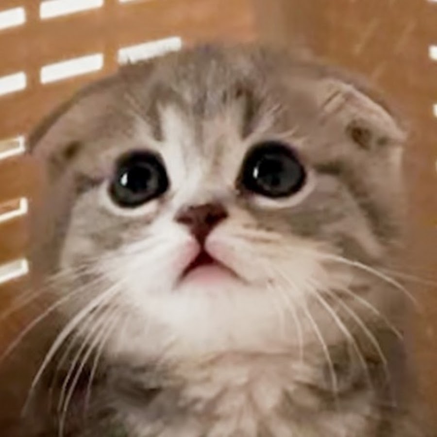 Lulu cat store